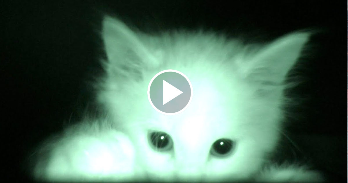 What Kittens Do At Night… | Catlov