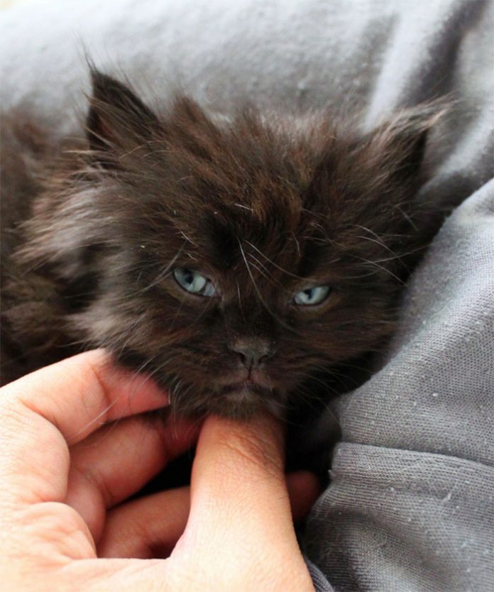 10+ Angry Kittens Who Demand To Be Taken Seriously Right Meow | Catlov