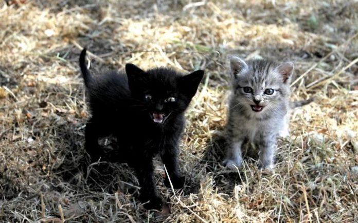 10+ Angry Kittens Who Demand To Be Taken Seriously Right Meow | Catlov