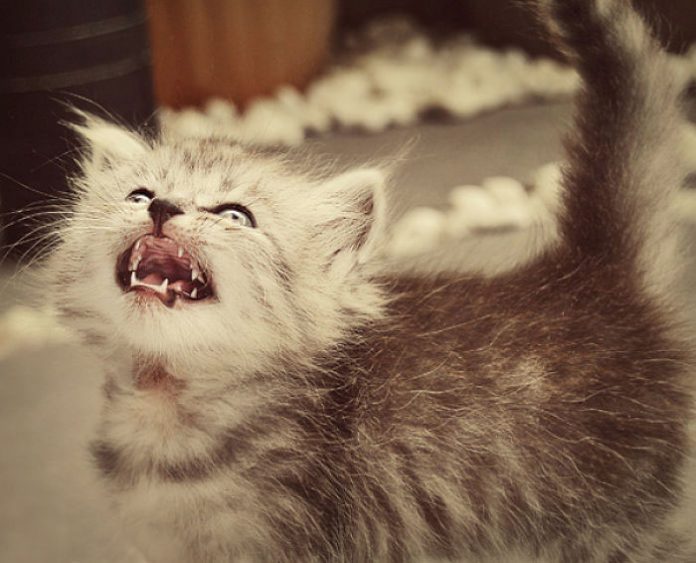 10+ Angry Kittens Who Demand To Be Taken Seriously Right Meow | Catlov