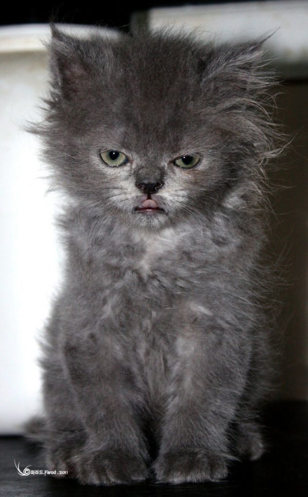 10+ Angry Kittens Who Demand To Be Taken Seriously Right Meow | Catlov