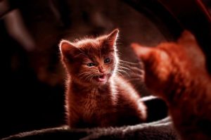 10+ Angry Kittens Who Demand To Be Taken Seriously Right Meow | Catlov