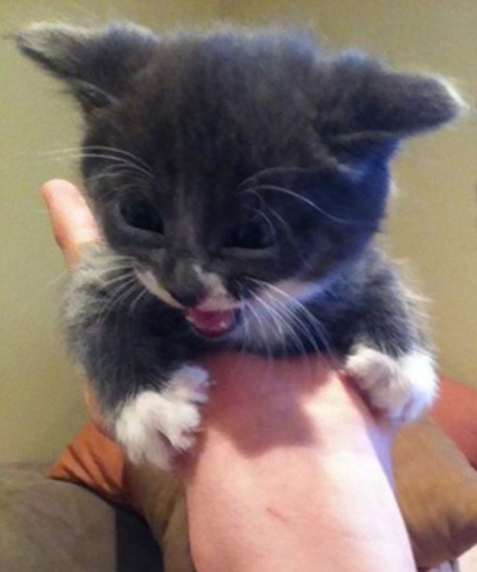 10+ Angry Kittens Who Demand To Be Taken Seriously Right Meow | Catlov