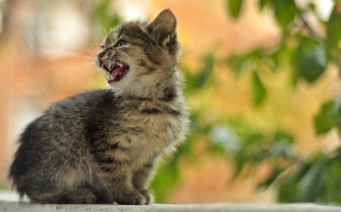 10+ Angry Kittens Who Demand To Be Taken Seriously Right Meow | Catlov