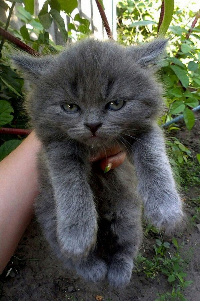 10+ Angry Kittens Who Demand To Be Taken Seriously Right Meow | Catlov