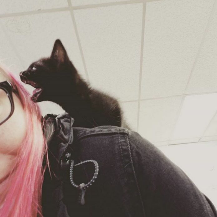 10+ Angry Kittens Who Demand To Be Taken Seriously Right Meow | Catlov