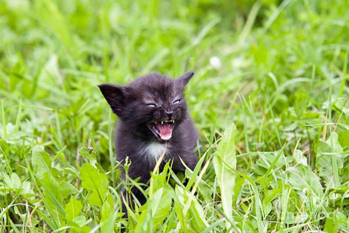 10+ Angry Kittens Who Demand To Be Taken Seriously Right Meow | Catlov