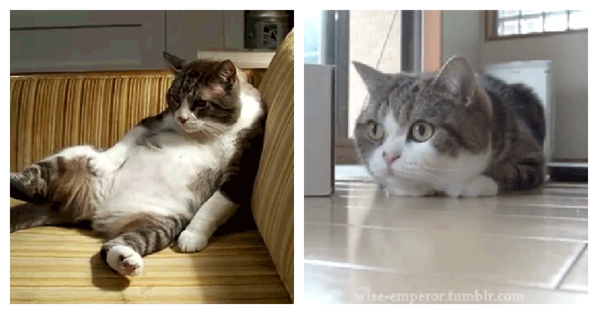 15 Questions Your Cats Are Wondering About Consistently | Catlov