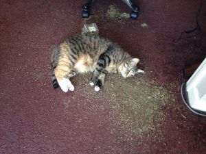 15+ Times Cats Found Catnip, And Well…See For Yourself | Catlov