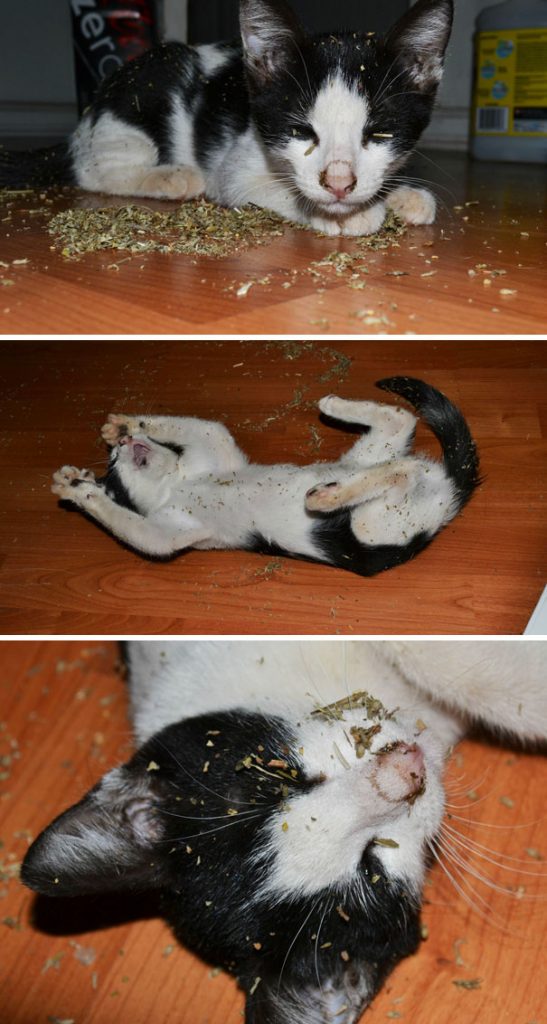 15+ Times Cats Found Catnip, And Well…See For Yourself | Catlov