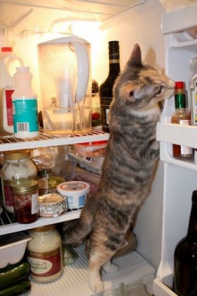 15 Cats With True Cattitude | Catlov