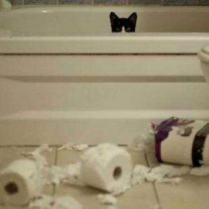 15 Cats With True Cattitude | Catlov