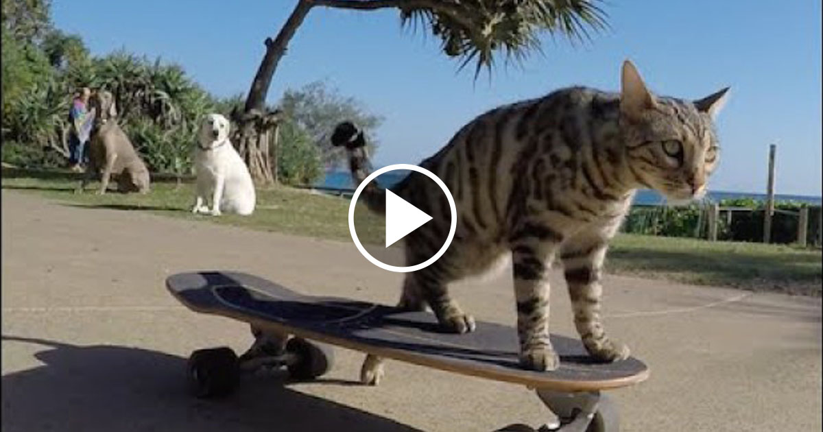 Boomer the Bengal Cat That Free Skates | Catlov