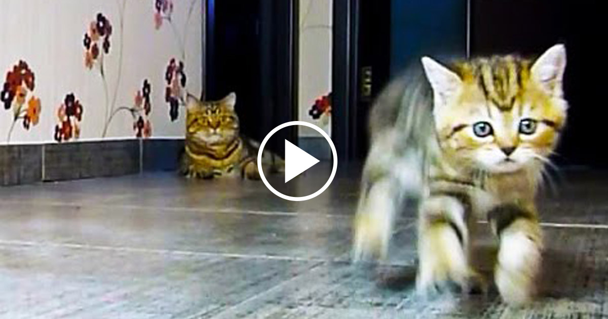 Funny Cats and Kittens F1 Racing | Catlov