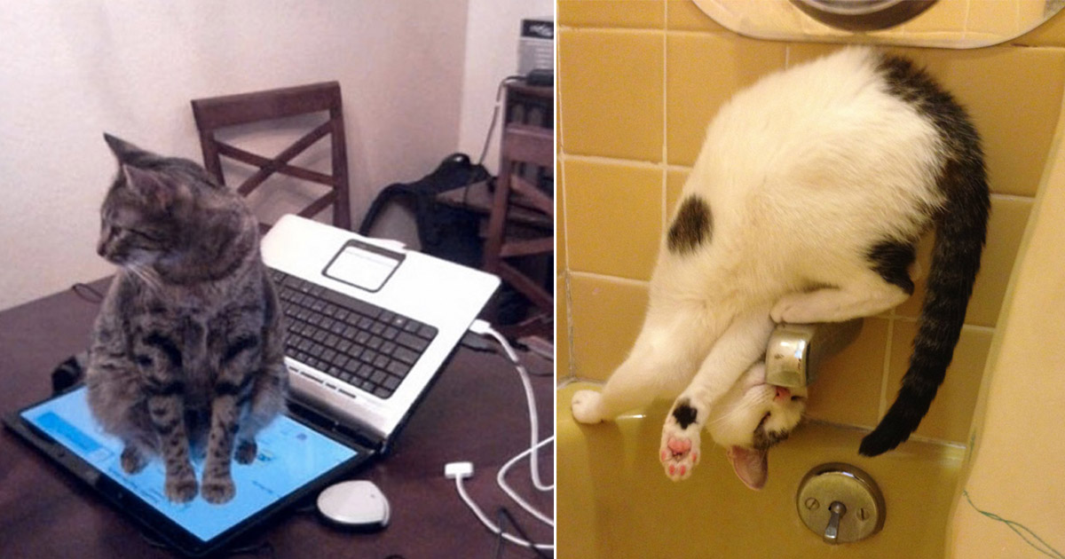 12 Cats Who Are Pros At Resolving Their Own Problems | Catlov