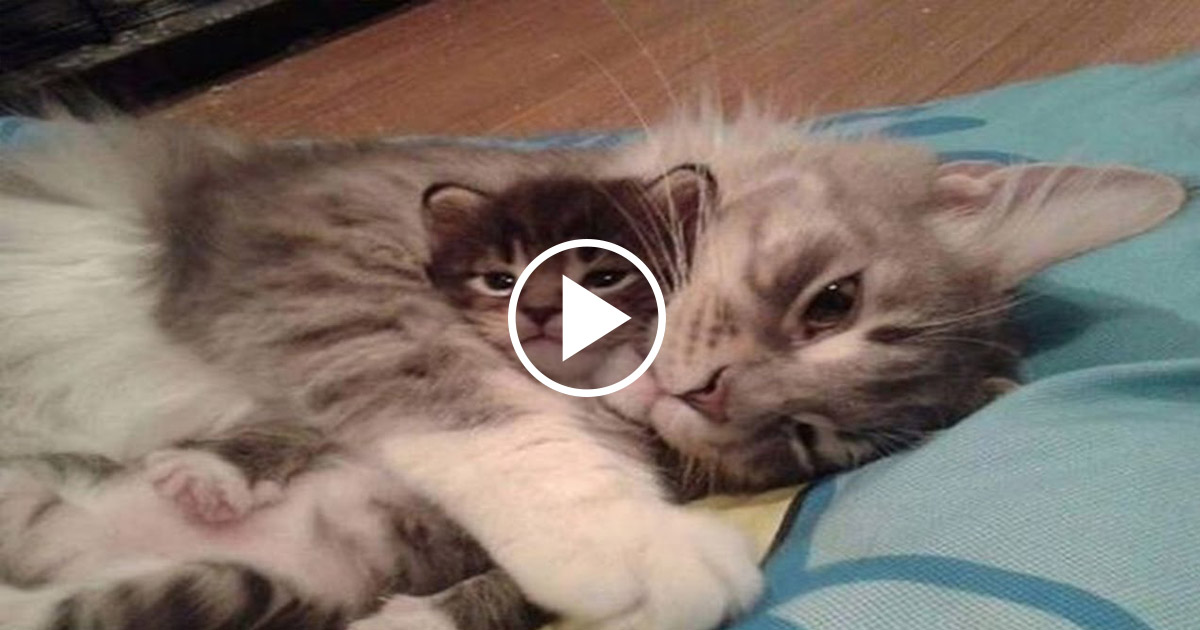 Delightful Kittens Talking and Playing With Their Mama | Catlov