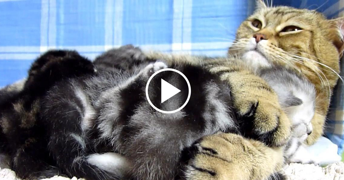Mama Cat Hugs Her Baby Kitten | Catlov