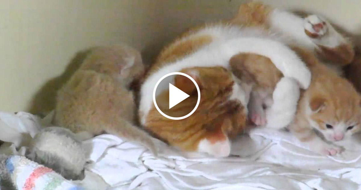 Mother Cat Hugs Her Precious Kittens | Catlov