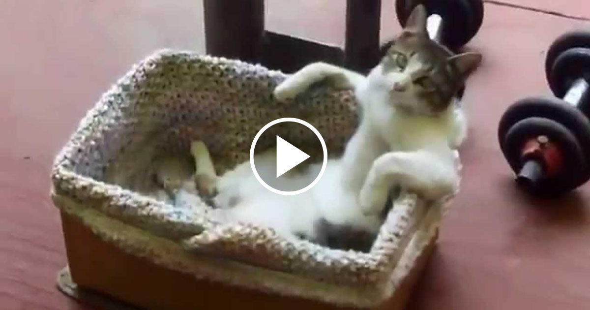 Have You Ever Seen A Kitty So Chill? | Catlov