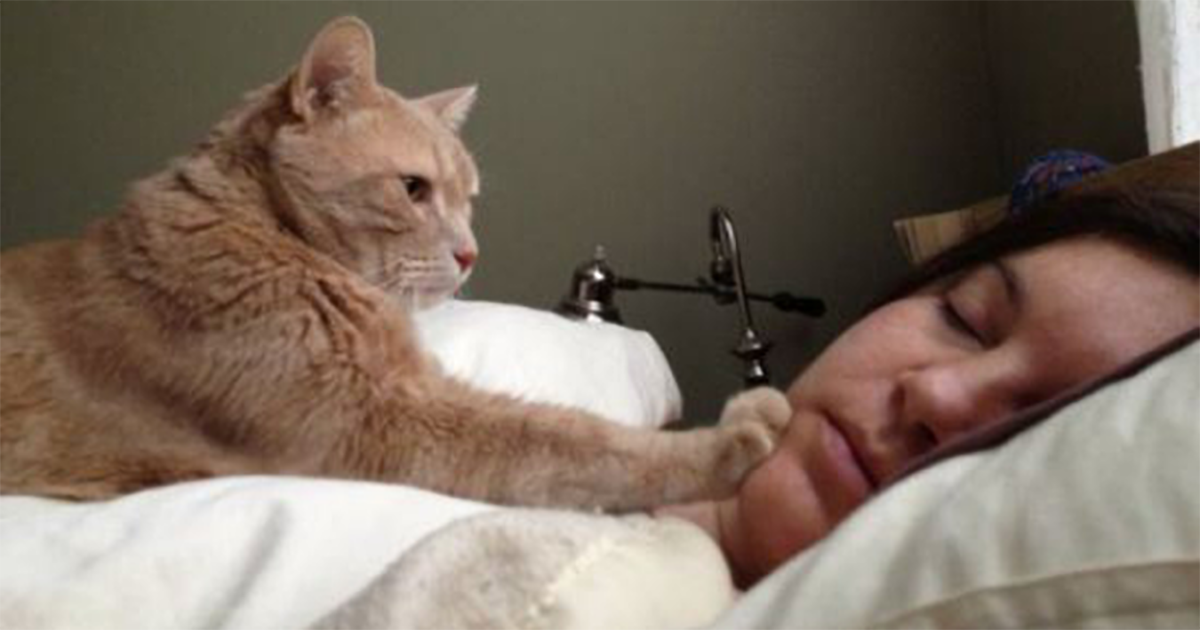 10+ Deep Philosophical Thoughts By Cats | Catlov