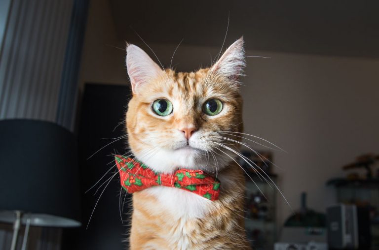 The 12 Moods Of Cats You Go Through On A Daily Basis | Catlov