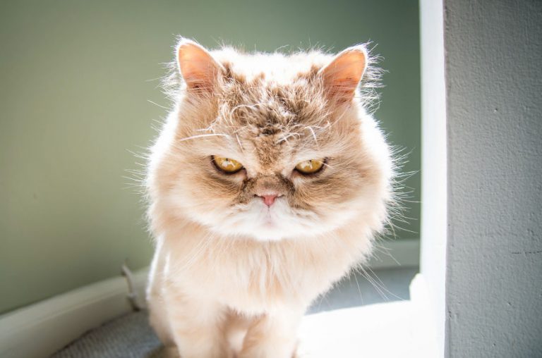 The 12 Moods Of Cats You Go Through On A Daily Basis | Catlov