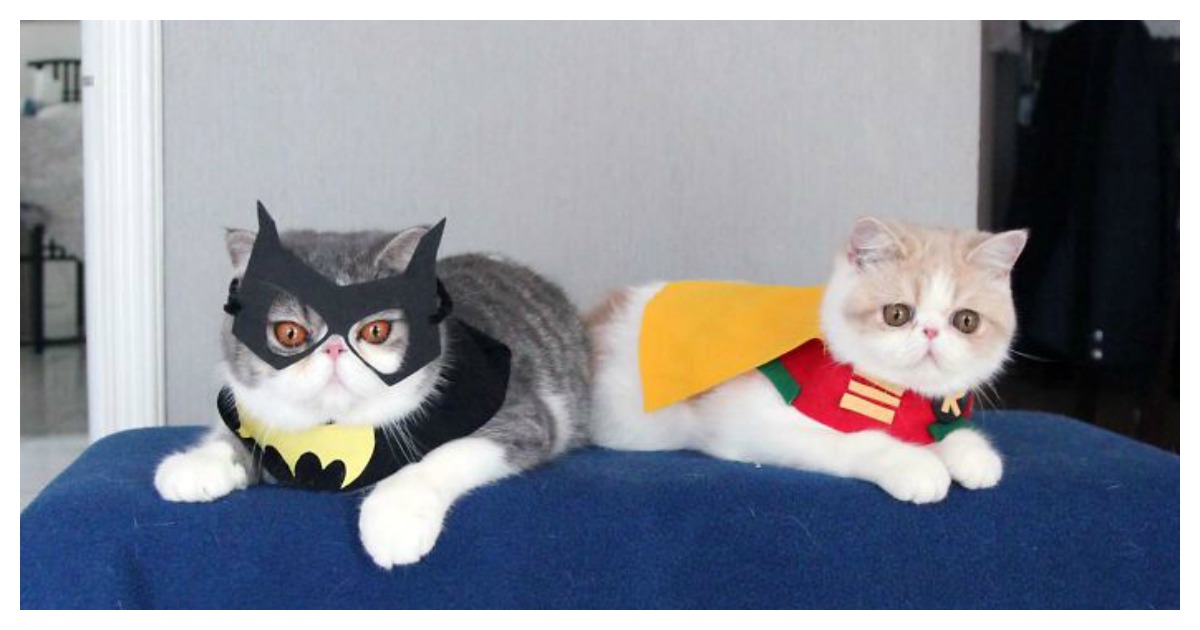Woman and Cats Become DIY Costume Sensations | Catlov