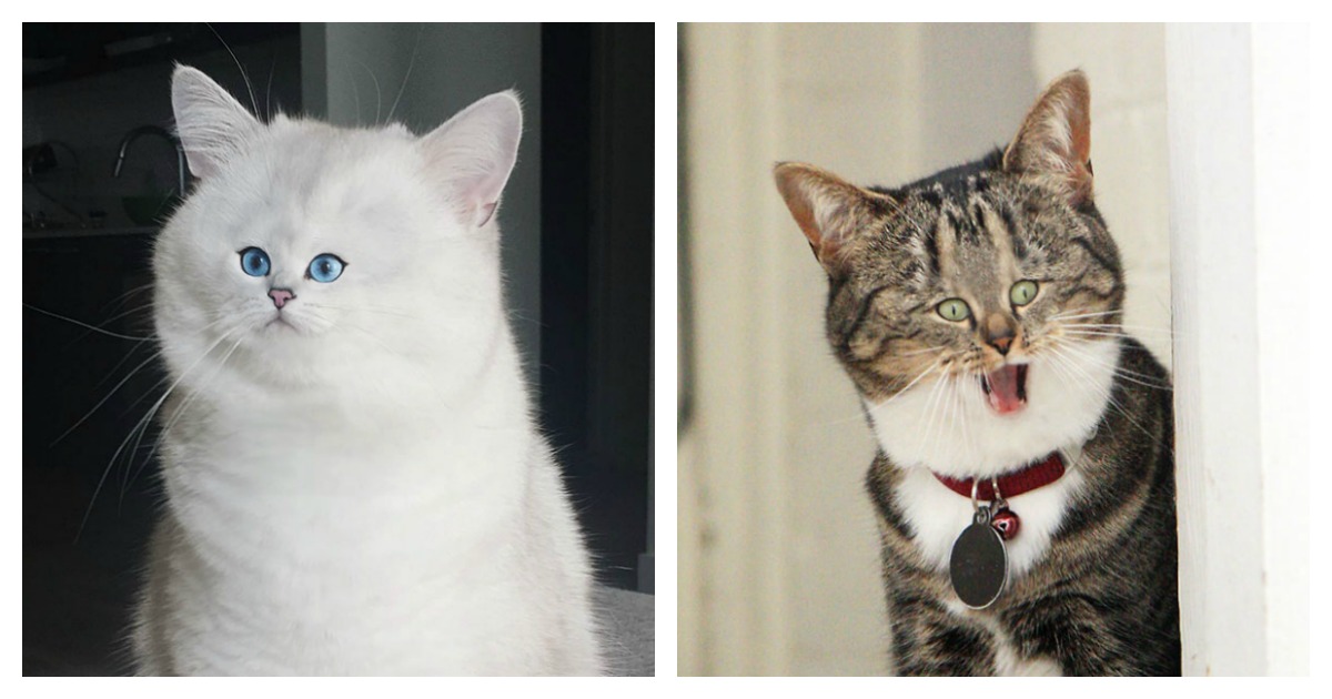 People Are Photoshopping Cats With Tiny Faces, Cute Or Scary? | Catlov