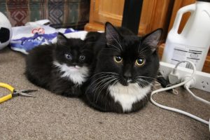 23+ Adorable Adult Cats With Their Insanely Cute Mini-me Counterparts ...