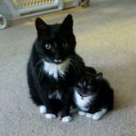 23+ Adorable Adult Cats With Their Insanely Cute Mini-me Counterparts ...