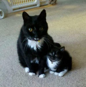 23+ Adorable Adult Cats With Their Insanely Cute Mini-me Counterparts ...