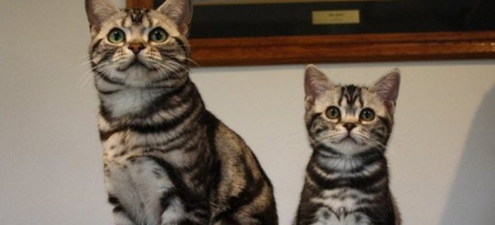 23+ Adorable Adult Cats With Their Insanely Cute Mini-me Counterparts ...