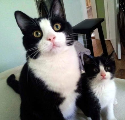 23+ Adorable Adult Cats With Their Insanely Cute Mini-me Counterparts ...