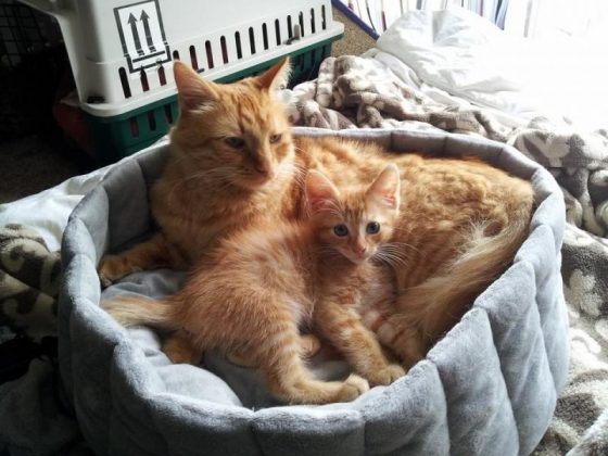 23+ Adorable Adult Cats With Their Insanely Cute Mini-me Counterparts ...