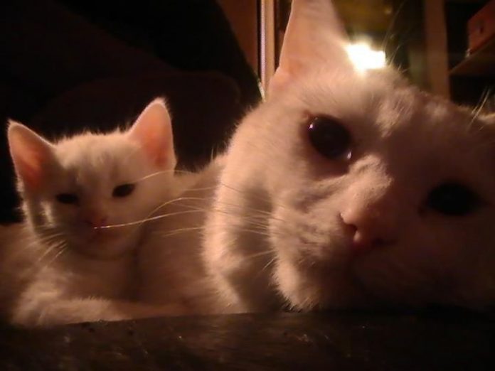 23+ Adorable Adult Cats With Their Insanely Cute Mini-me Counterparts ...