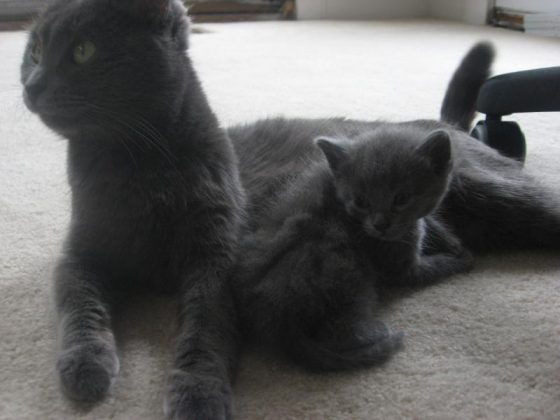 23+ Adorable Adult Cats With Their Insanely Cute Mini-me Counterparts ...
