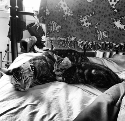 23+ Adorable Adult Cats With Their Insanely Cute Mini-me Counterparts ...