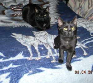 23+ Adorable Adult Cats With Their Insanely Cute Mini-me Counterparts ...