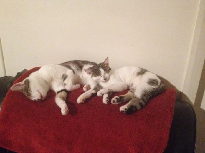 23+ Adorable Adult Cats With Their Insanely Cute Mini-me Counterparts ...