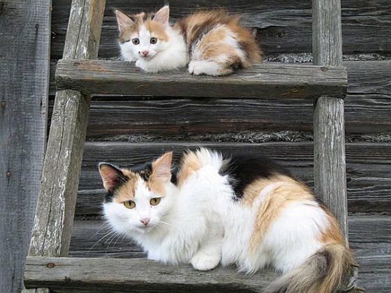 23+ Adorable Adult Cats With Their Insanely Cute Mini-me Counterparts ...