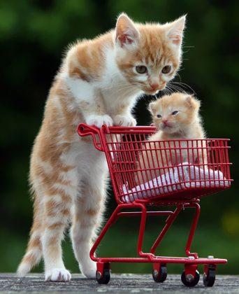 23+ Adorable Adult Cats With Their Insanely Cute Mini-me Counterparts ...