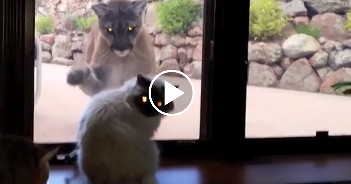 Brave Pet Cat Stands Up To Mountain Lion! | Catlov