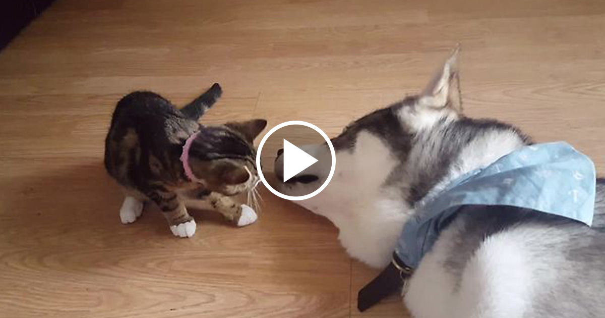 Adorable Kitten Has Precious Encounter With Husky | Catlov