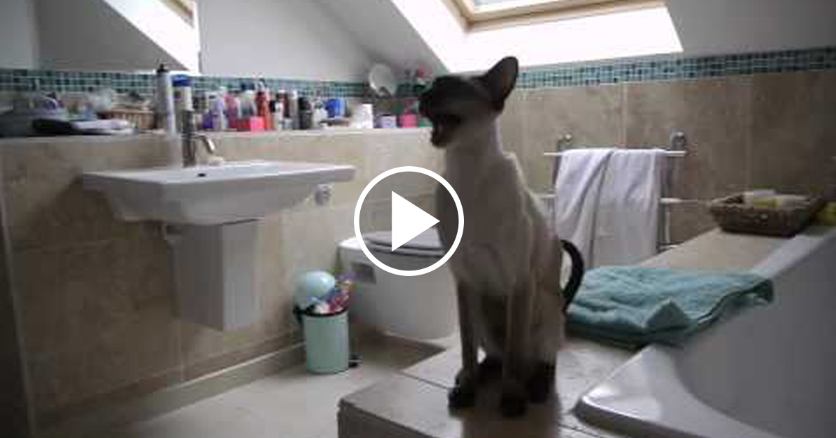 No Chance Of A Relaxing Shower in This Home | Catlov