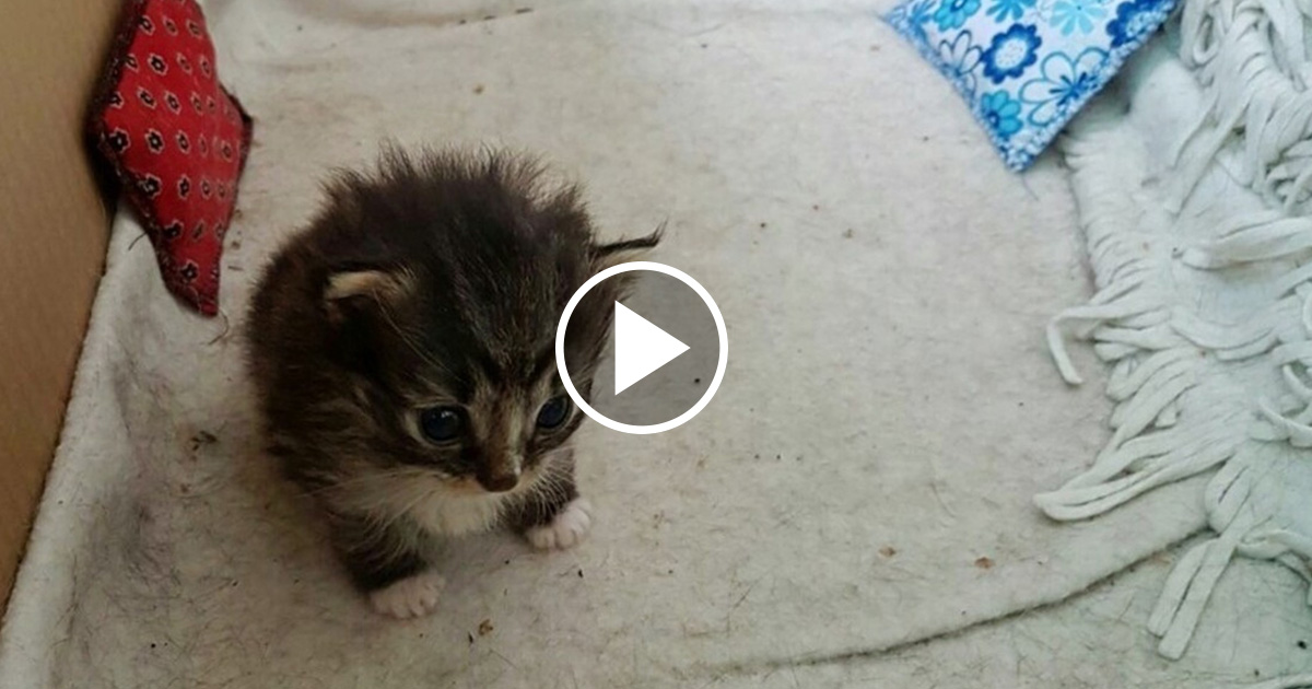 Stray Cat Brings a Tiny Surprise to Woman Who Gave Her Food | Catlov Stray Cat Brings a Tiny Surprise to Woman Who Gave Her Food | Catlov