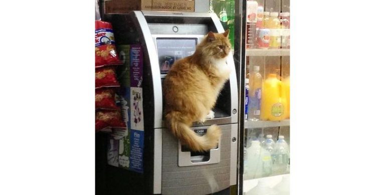 20 Cats Living And Loving Their Convenience Store Shenanigans | Catlov