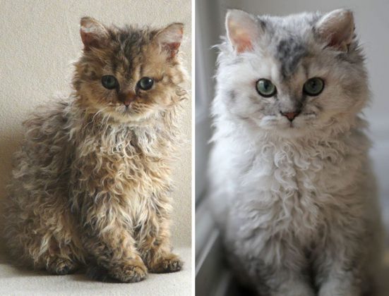 These Curly Cats Who All Descended From One Shelter Kitty Are Taking ...