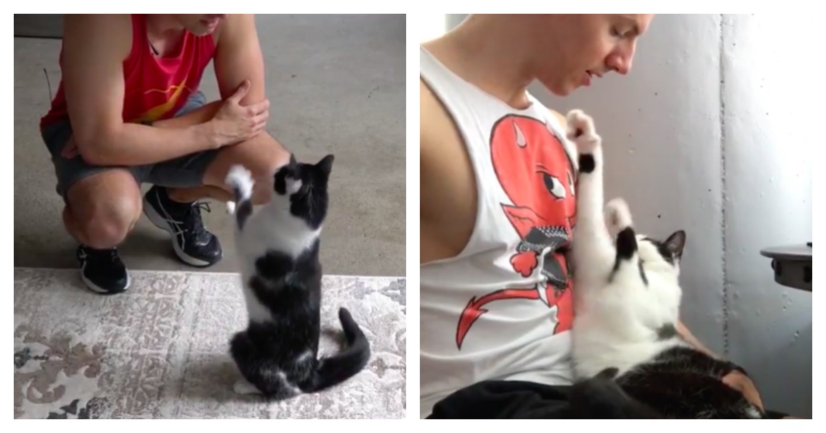 Cat Responds To "Who's A Good Boy?" Just Like A Dog Does | Catlov