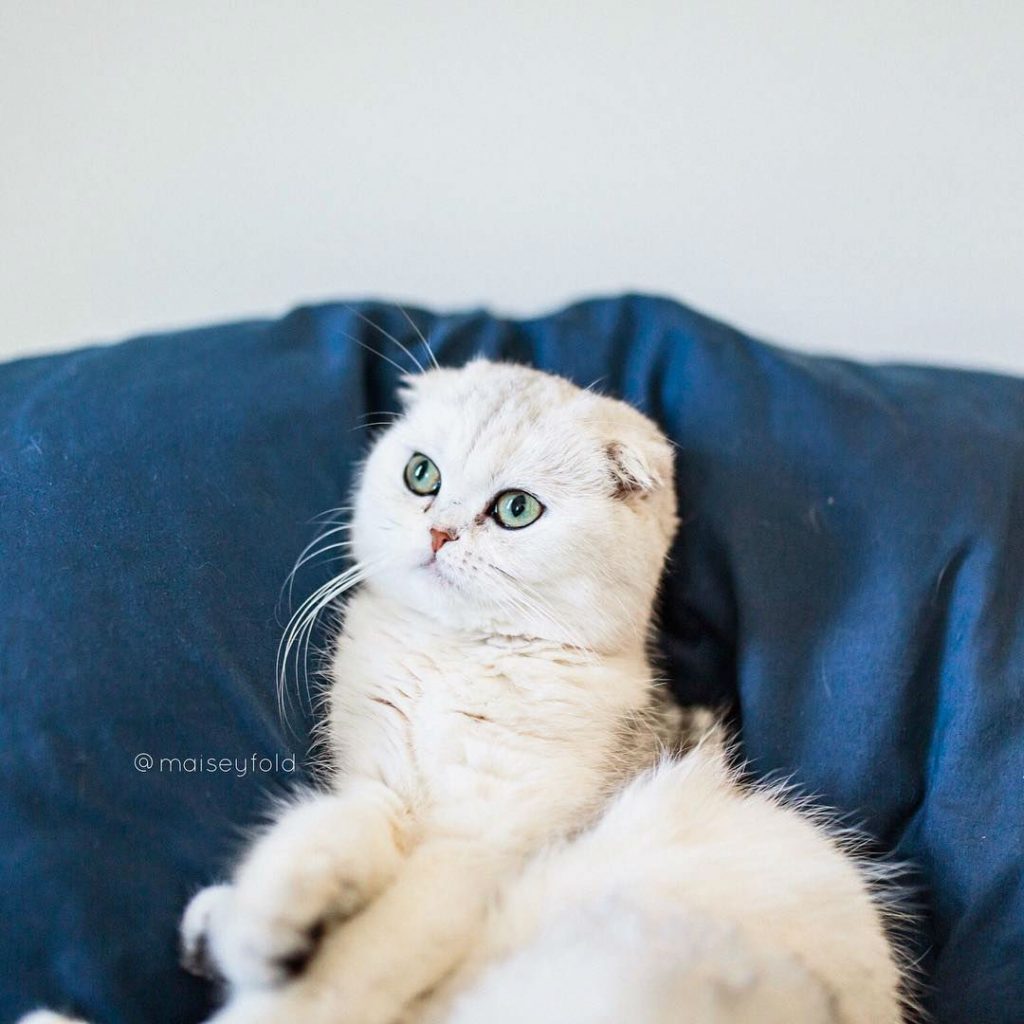Meet Maisey, The Cat Who Is Constantly Embarrassed | Catlov