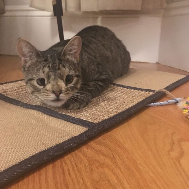 Meet Maya, The Cat With An Extra Chromosome Put On Death Row Because ...